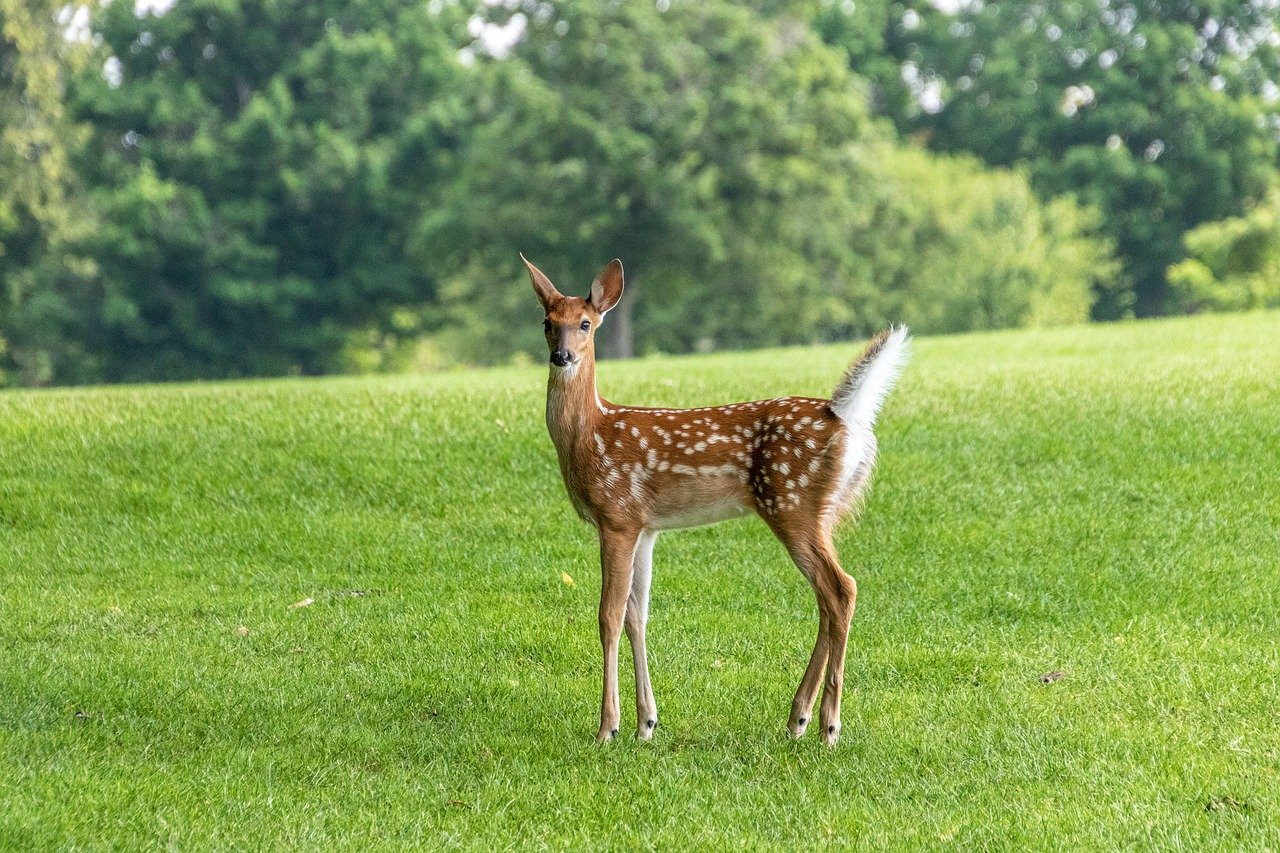 How to Keep Deer Out of Garden - Decory Garden